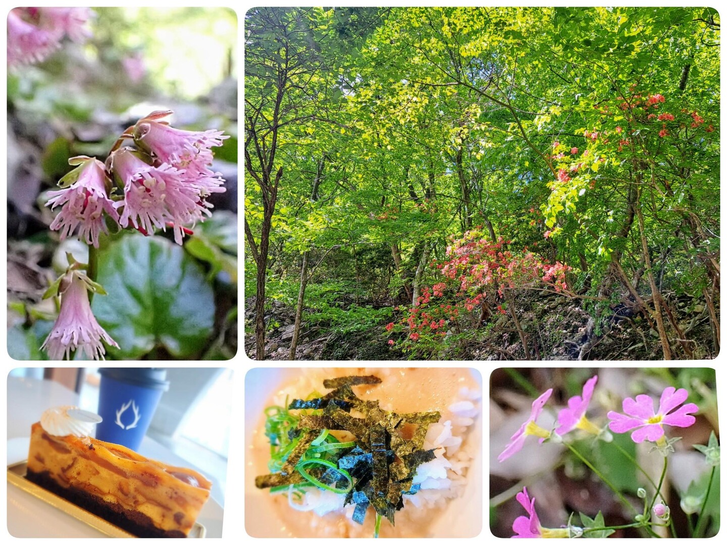 骨折リハビリ登山～根の平峠まで！ / Cheさんの釈迦ヶ岳の活動データ | YAMAP / ヤマップ