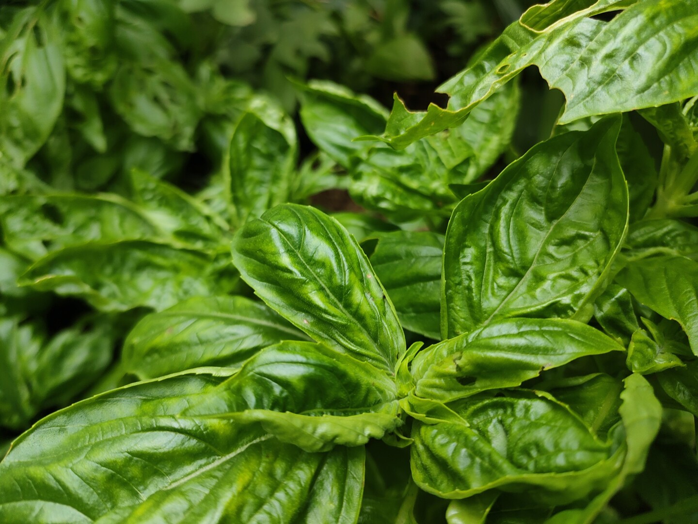 今年も庭にバジルがワサワサ🌿🌿 さ〜... / gontaさんのモーメント | YAMAP / ヤマップ