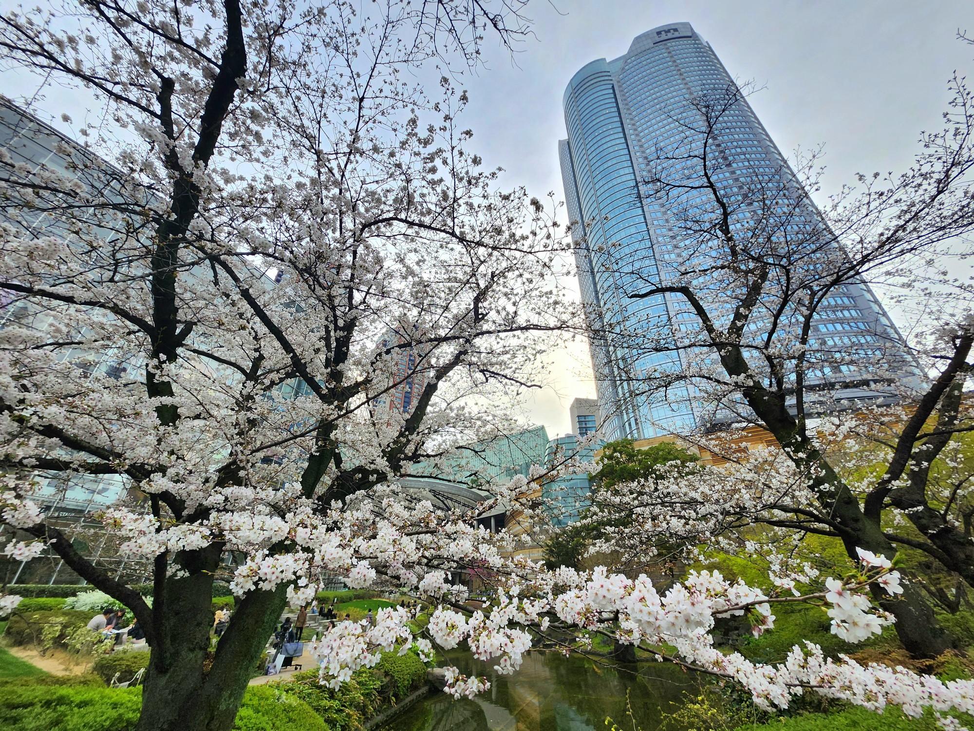 Tokyo Tree Trek -2025-03-27 / やすさんのTokyo Tree Trek (Section 6)の活動データ ...