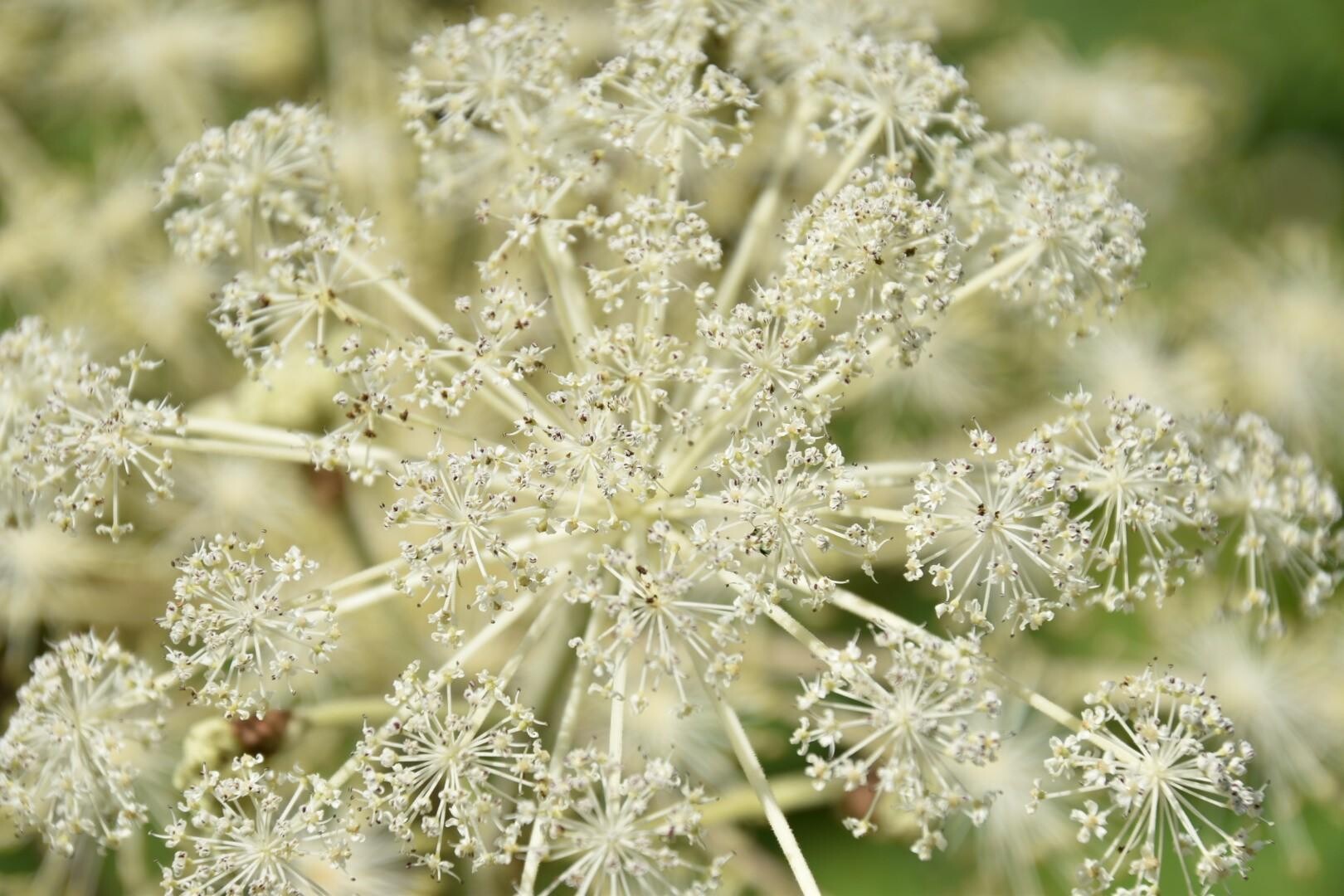 今日も前に進まない😂蝶々深山・霧ヶ峰（車山） / Y-Yuccaさんの霧ヶ峰・車山・大笹峰の活動データ | YAMAP / ヤマップ