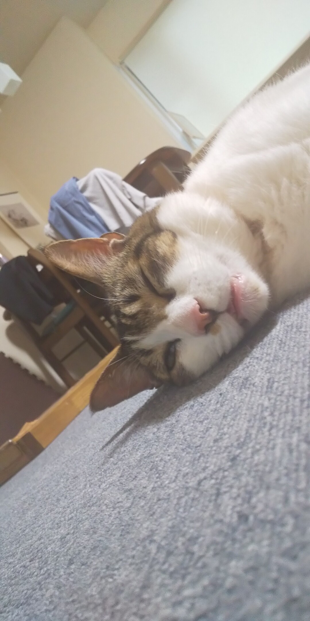 家に猫がきた。 親戚が亡くなり飼い主の... / shigezoさんのモーメント | YAMAP / ヤマップ