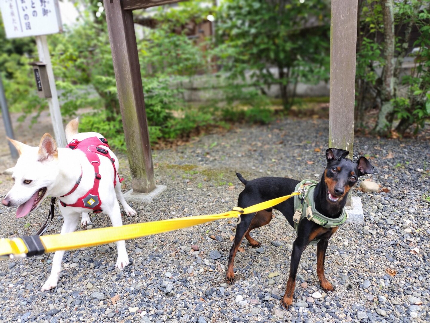 和歌山ウォーキング / yukさんのウォーキングの活動データ | YAMAP / ヤマップ