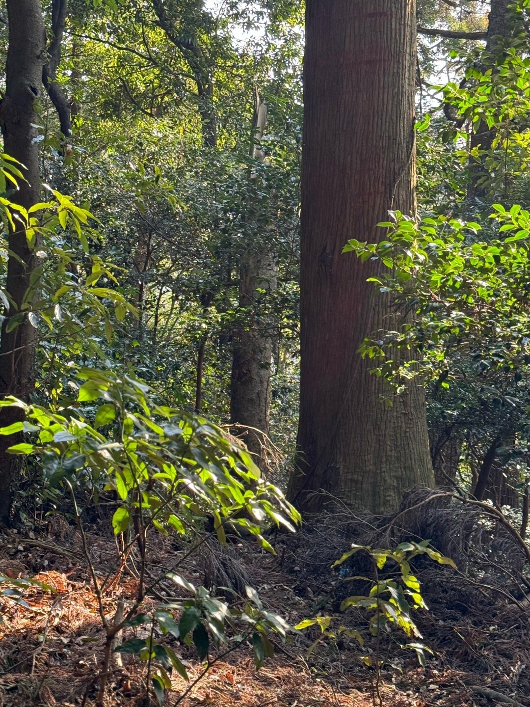 筑波山 training / kumiさんの筑波山の活動データ | YAMAP / ヤマップ
