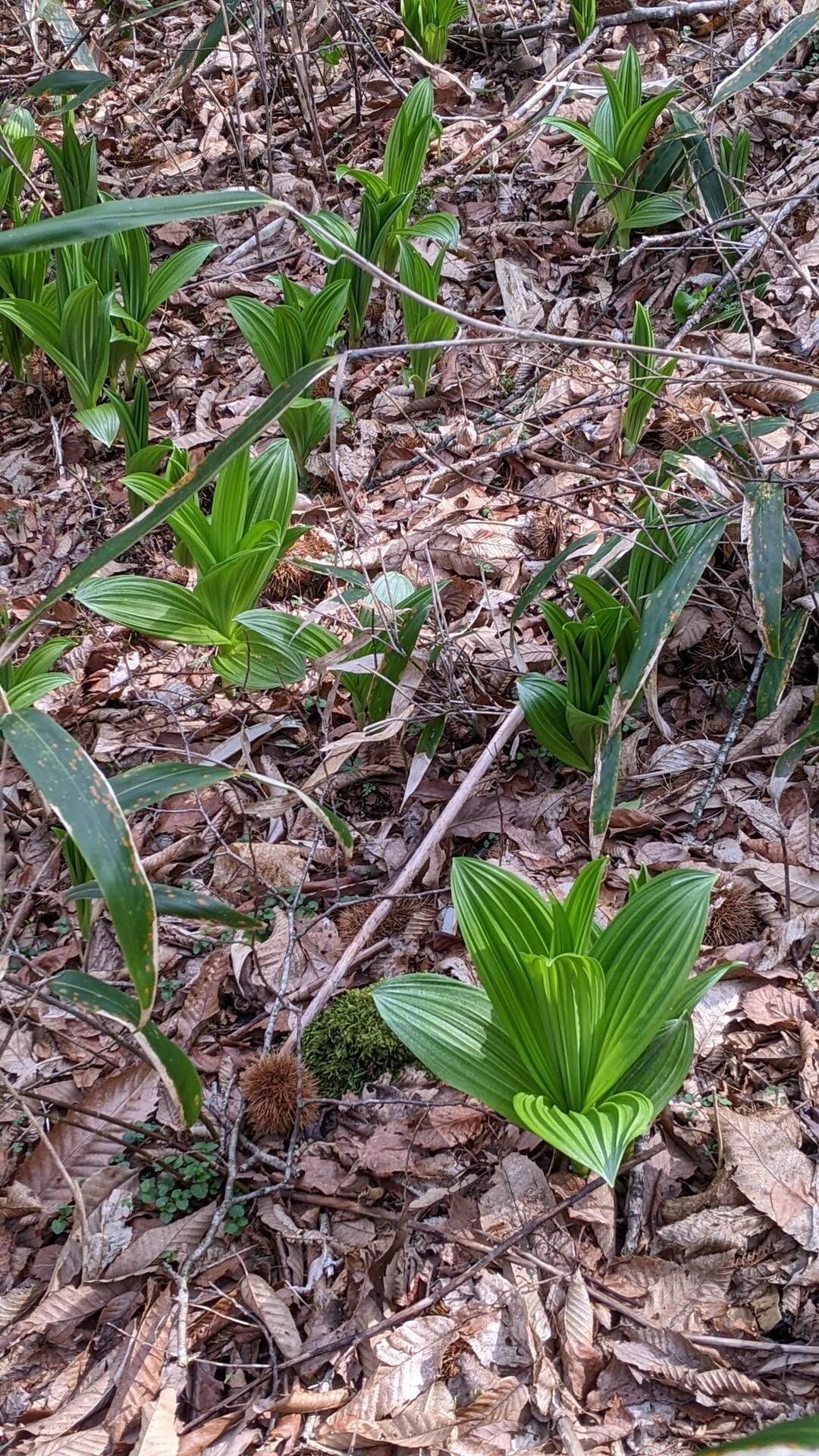 金剛山 ワサビ谷⤴️松の木⤵️ / mikkyさんの金剛山・二上山・大和葛城山の活動データ | YAMAP / ヤマップ