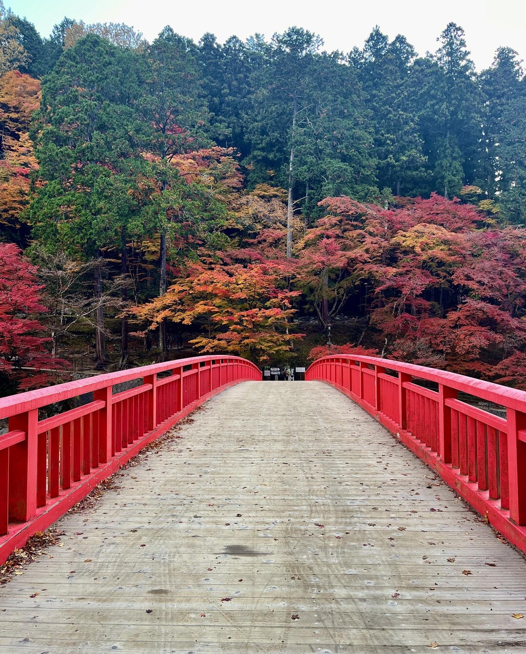 香嵐渓🍁飯盛山 / ひいろさんの黍生・飯盛山・真弓山の活動日記 | YAMAP / ヤマップ
