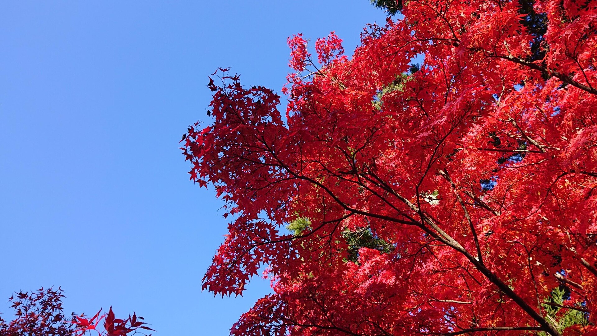 甘南備山～一休寺の紅葉🍁は見頃 / t-setoさんの交野山・国見山の活動データ | YAMAP / ヤマップ