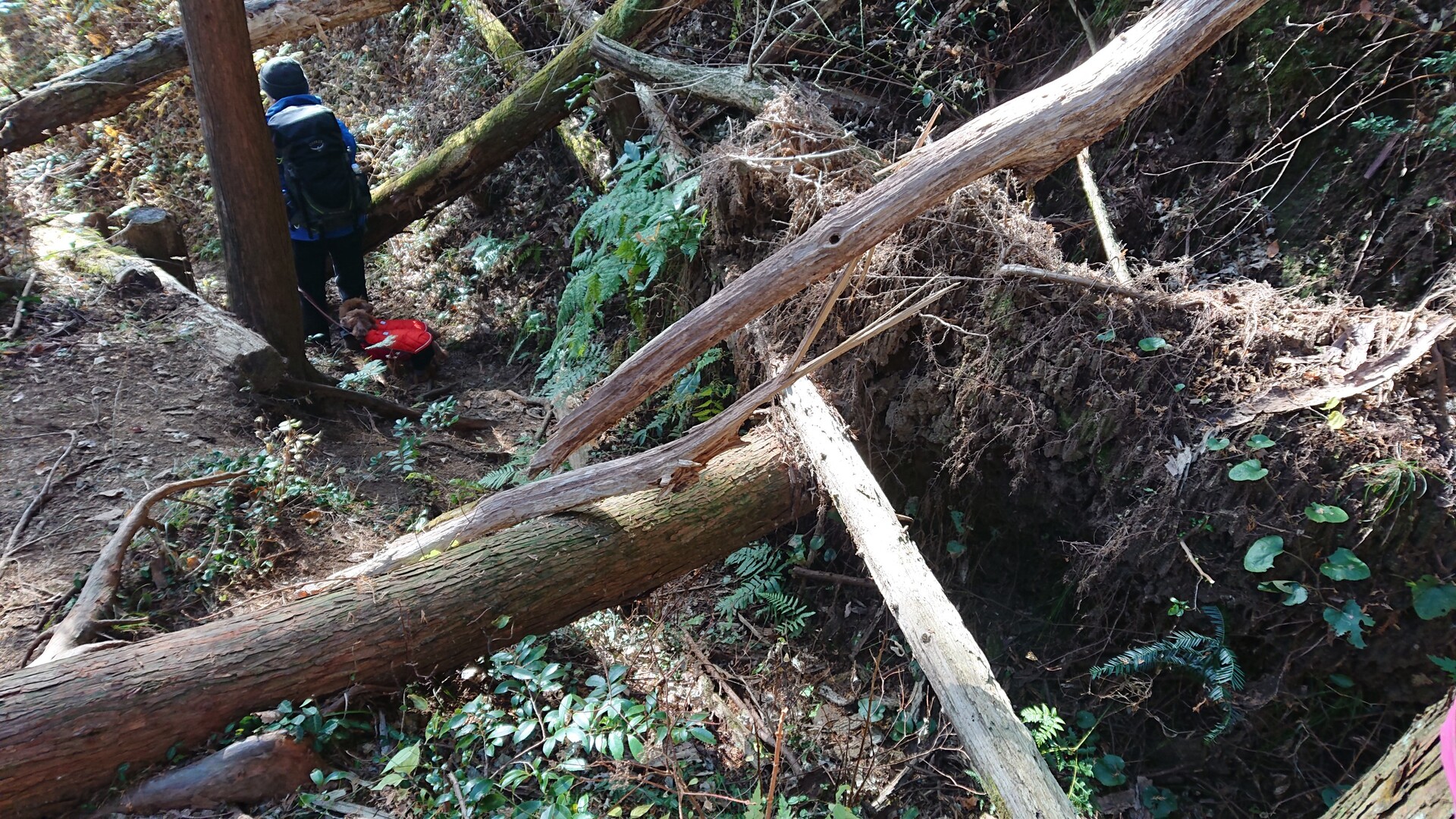 fuu-rinさんの投稿したフィールドメモ | YAMAP / ヤマップ