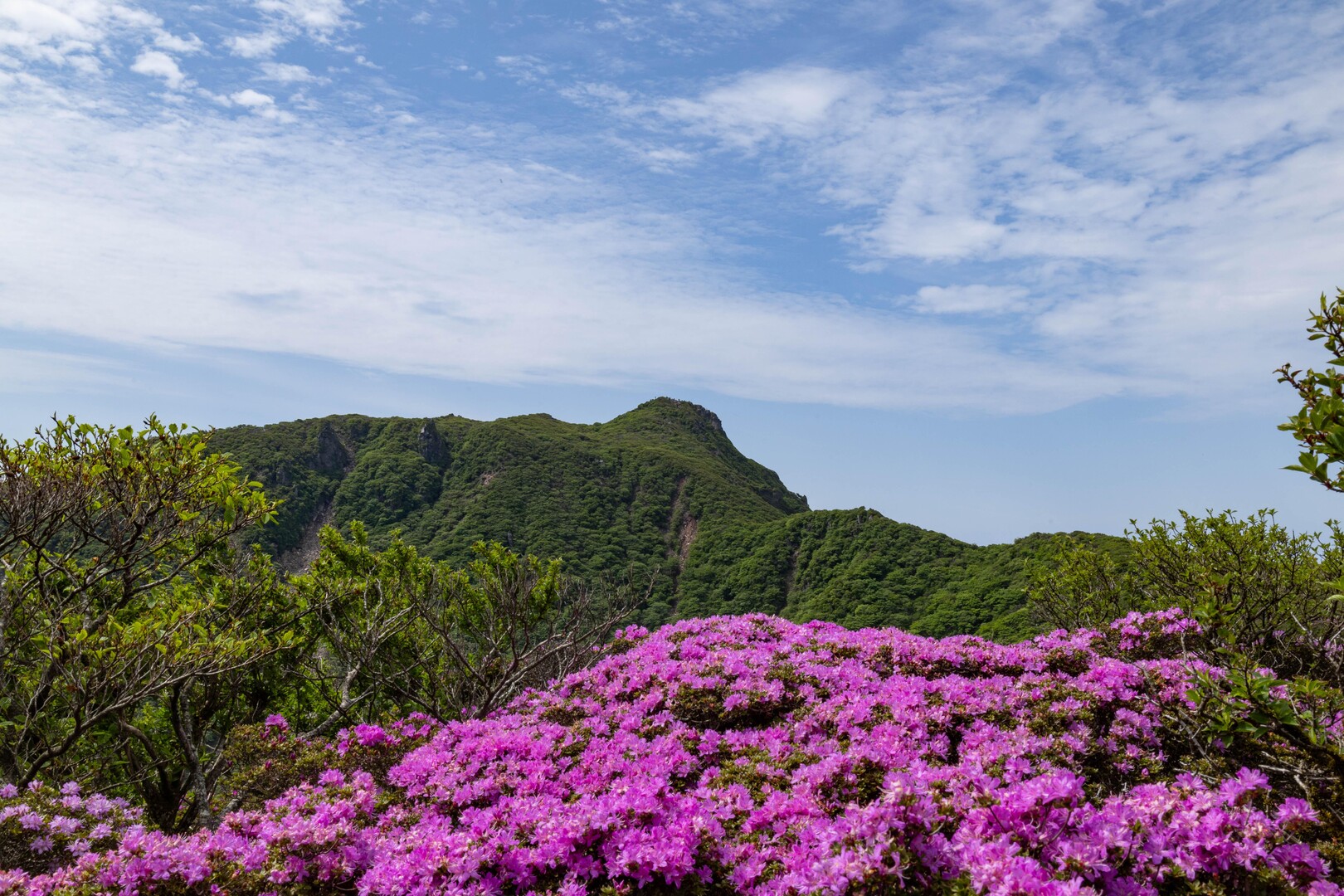 大船山・北大船山・平治岳 / kinjunさんの九重山（久住山）・大船山・星生山の活動データ | YAMAP / ヤマップ