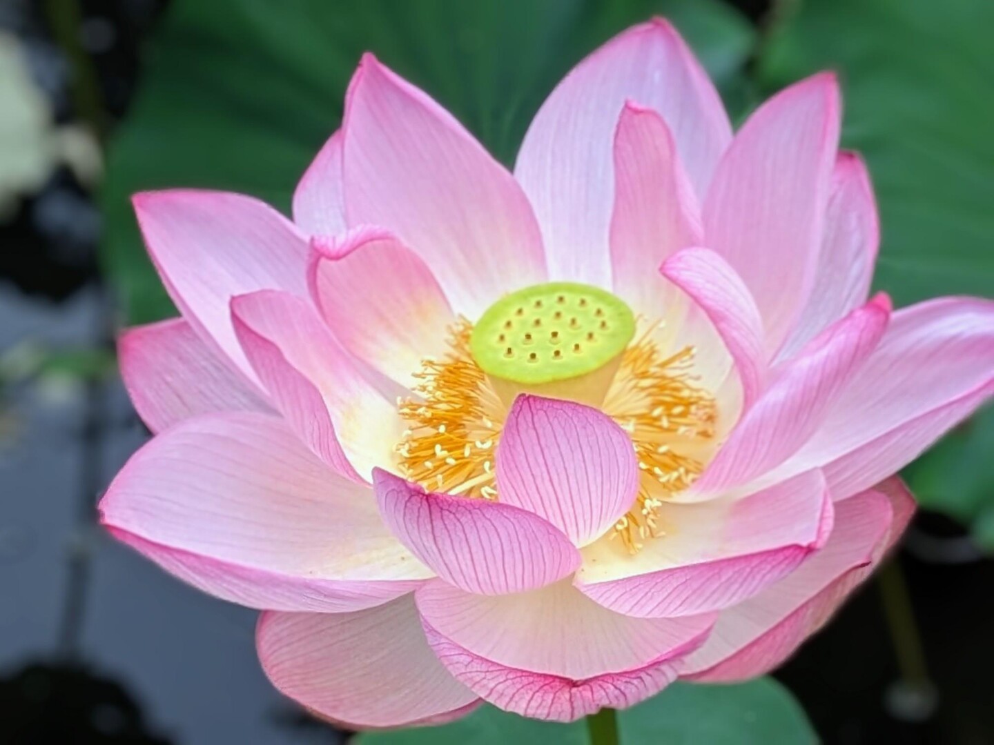 kei散歩 🚶 2023.07.27... / Kei さんのモーメント | YAMAP / ヤマップ