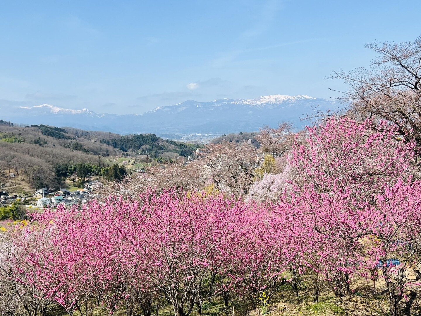 生け花の里🌸今年もご案内🐢 / rainohausuさんのウォーキングの活動日記 | YAMAP / ヤマップ