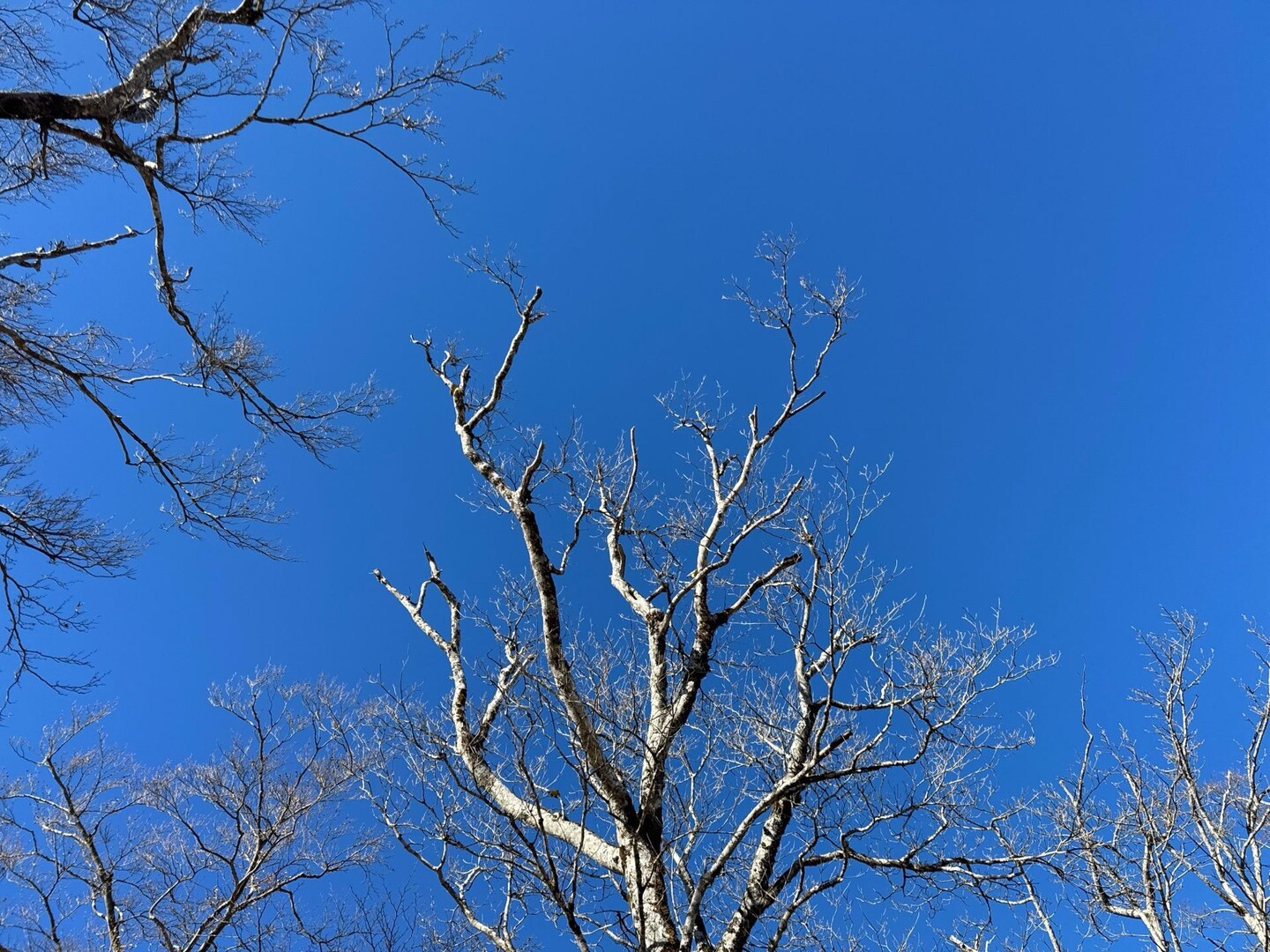400座目は檜洞丸 / BAYSさんの大室山・畦ヶ丸山・菰釣山の活動日記 | YAMAP / ヤマップ