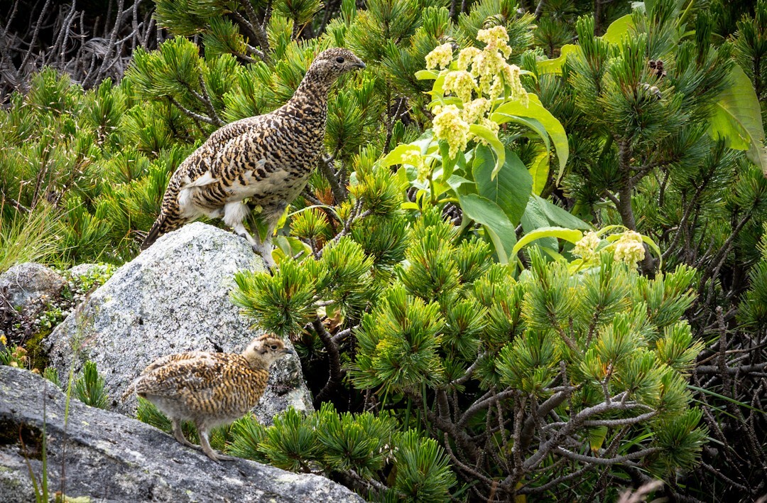 雷鳥さん 親子でお散歩中。 / motoさんのモーメント | YAMAP / ヤマップ