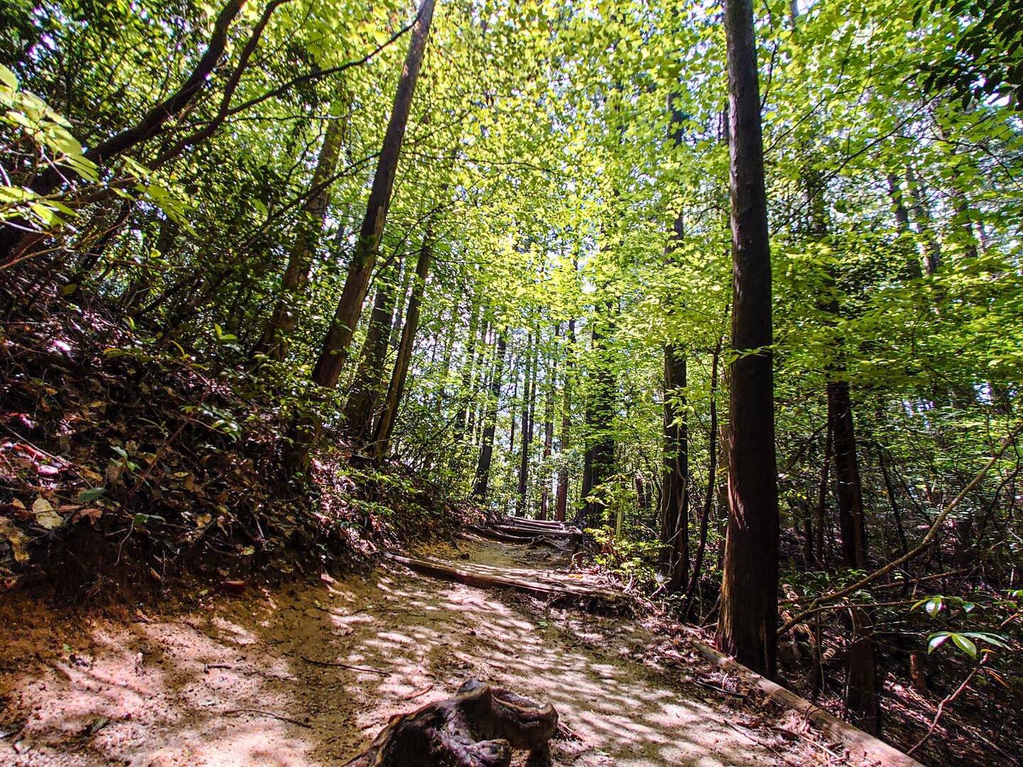 猿投山 / talviさんの猿投山・物見山の活動データ | YAMAP / ヤマップ