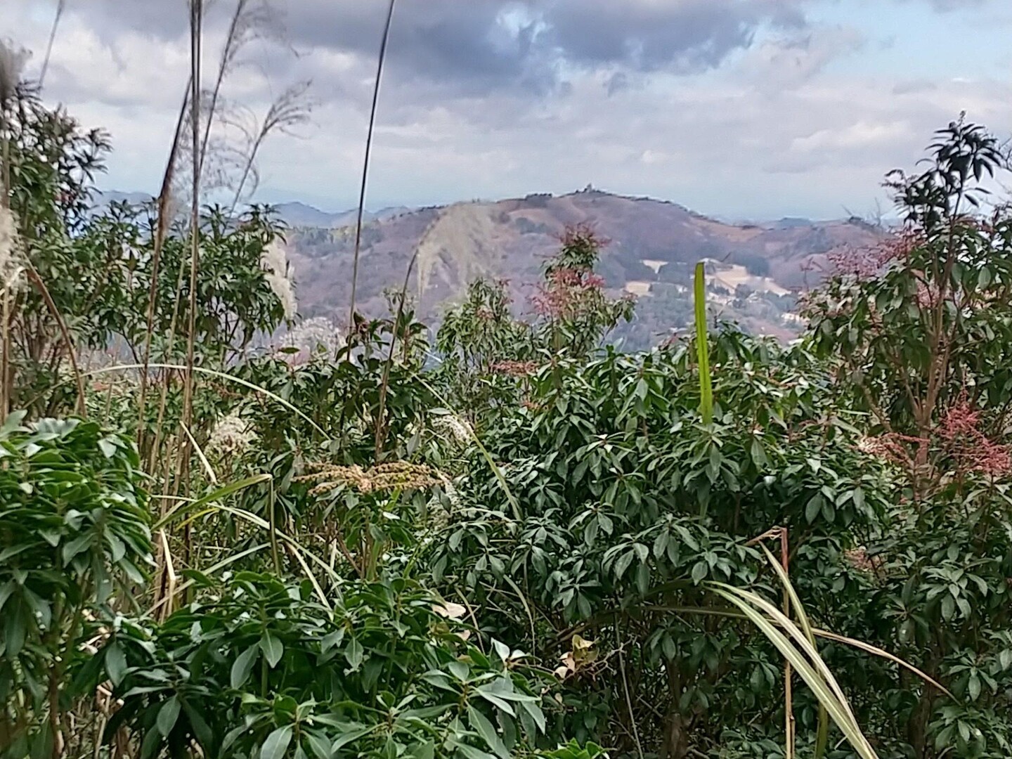 行者山・剣尾山・横尾山 / srimatiさんの剣尾山・横尾山・行者山の活動データ | YAMAP / ヤマップ