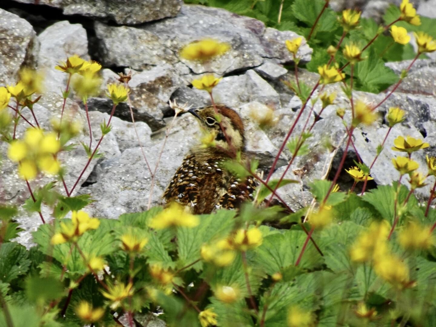 針ノ木岳半時計周り / komariさんの針ノ木岳・スバリ岳・船窪岳の活動データ | YAMAP / ヤマップ