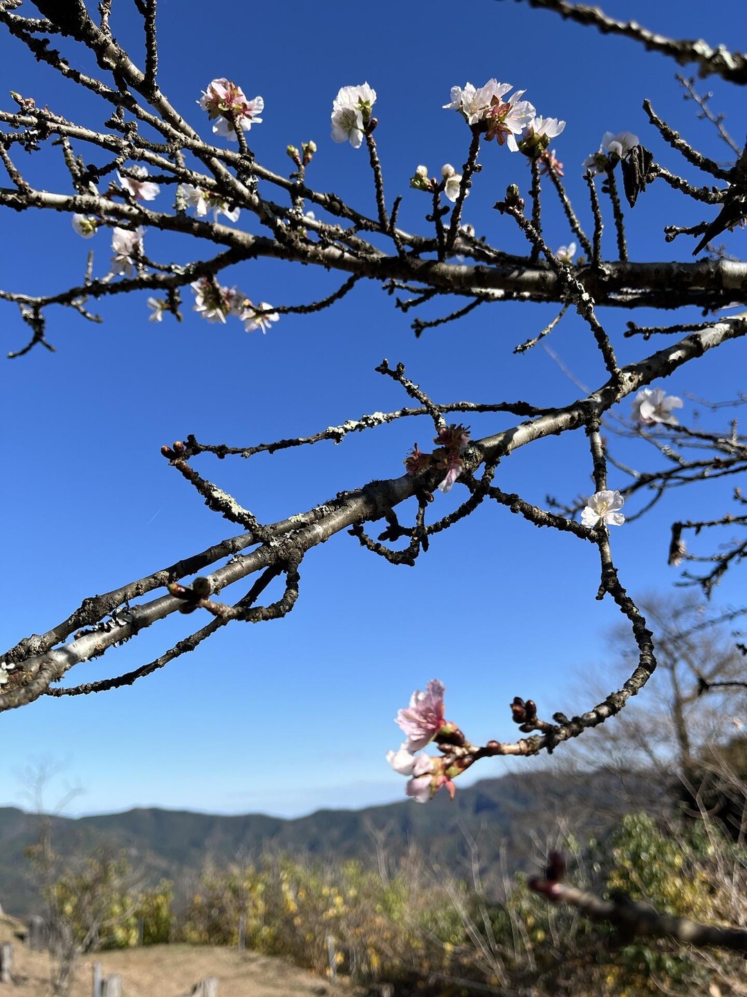 宝登山の冬桜 / Suginさんのモーメント | YAMAP / ヤマップ
