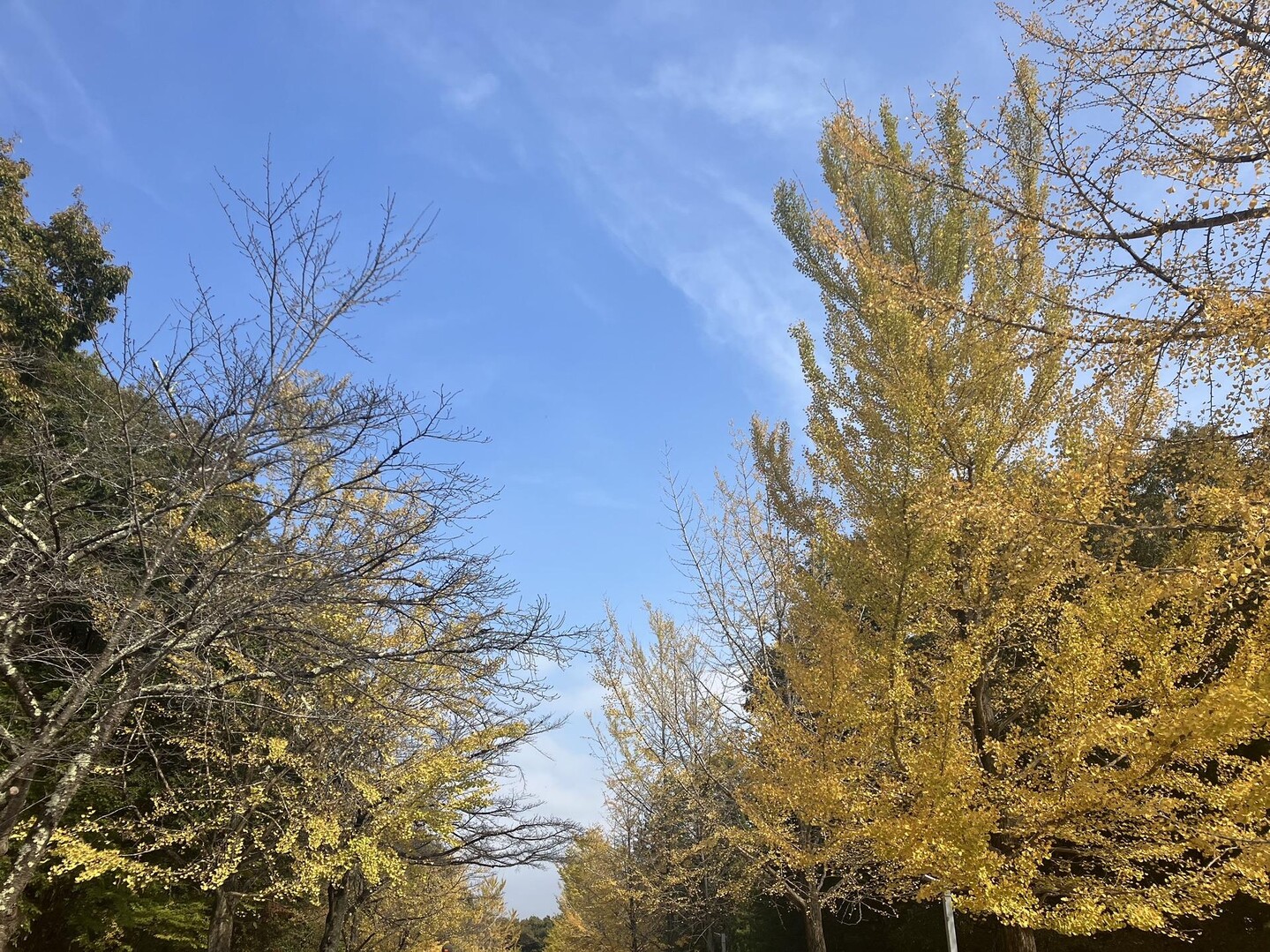 ギリギリ間に合った銀杏並木… 思いがけず... / ayanonさんのモーメント | YAMAP / ヤマップ