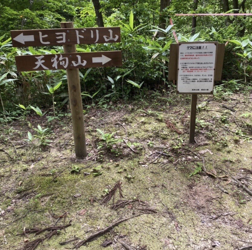 この道が恋しい。右か？、左か？ 私の膝痛... / Corneさんのモーメント | YAMAP / ヤマップ