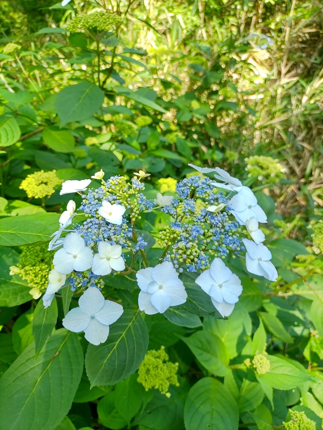 銀峰～麻呂子山🐾ピークハントのつもりが😅 / keiAM60さんの金剛山・二上山・大和葛城山の活動データ | YAMAP / ヤマップ