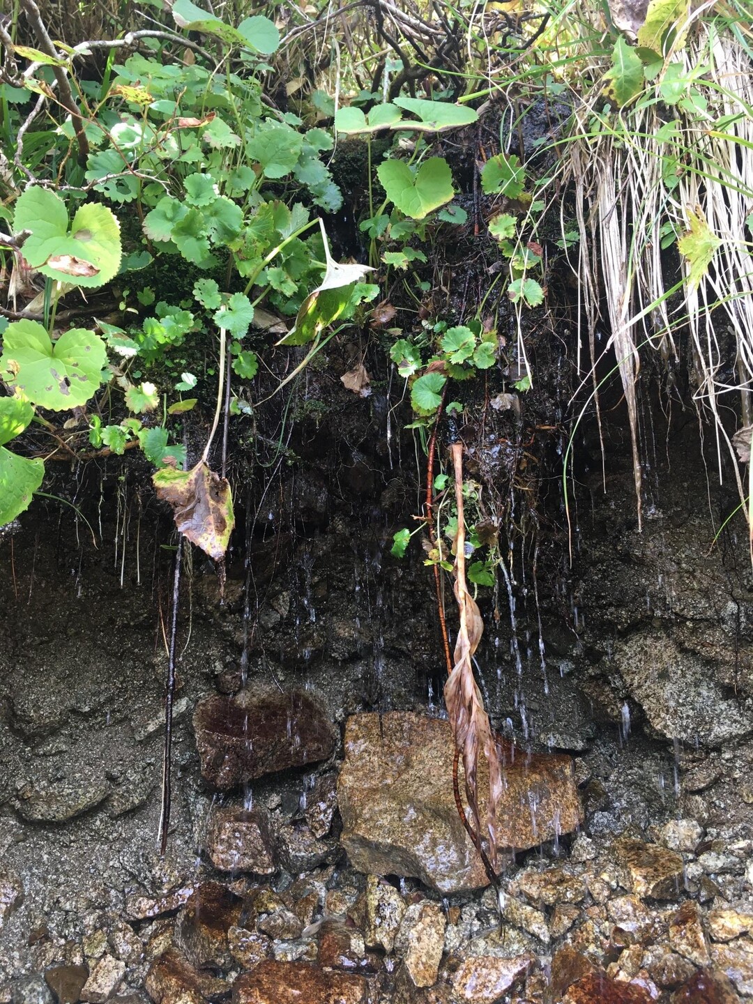 kanameさんの投稿したフィールドメモ | YAMAP / ヤマップ