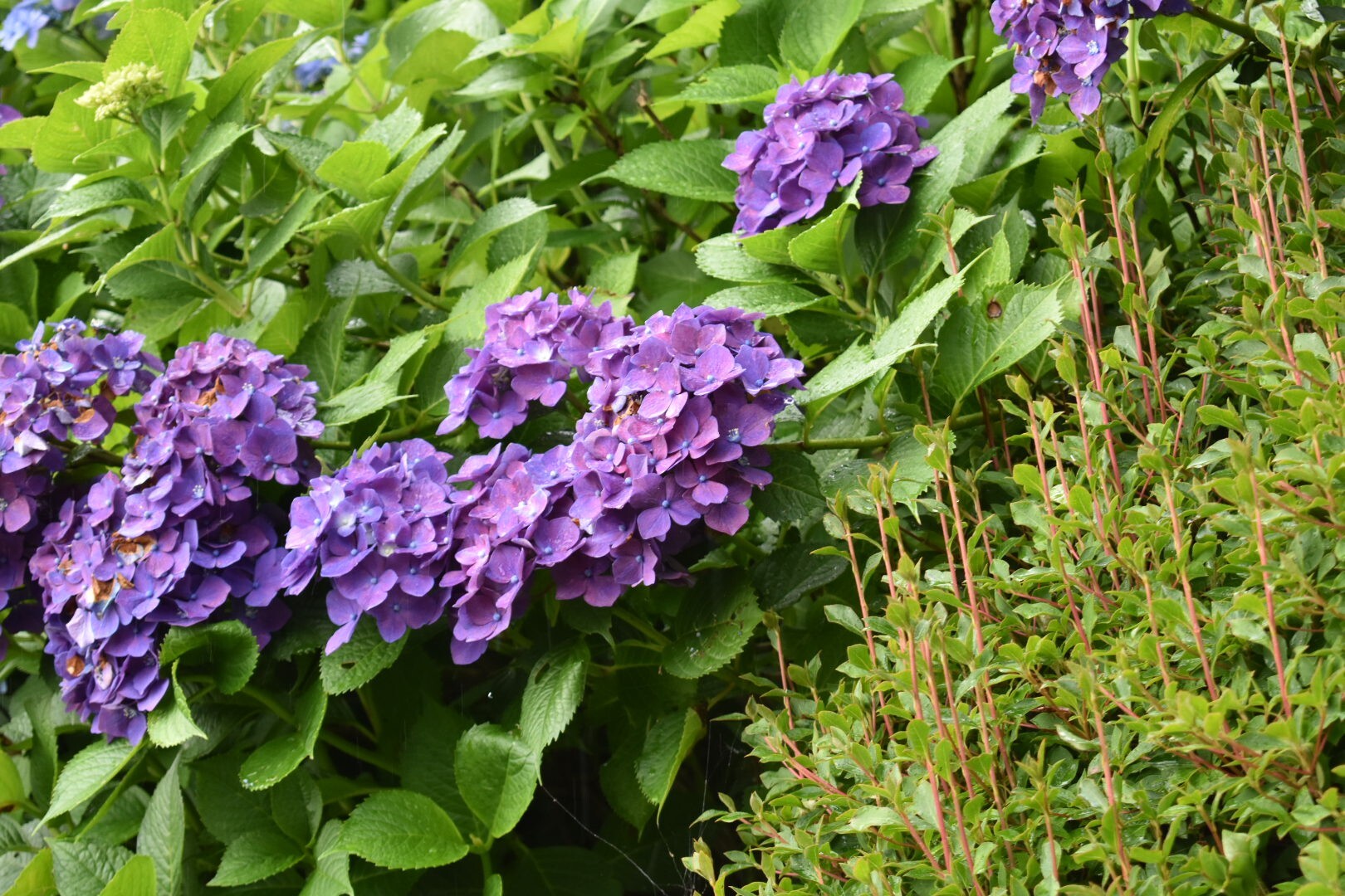 7月まだ梅雨な感じですが花はイキイキして... / rinさんのモーメント | YAMAP / ヤマップ