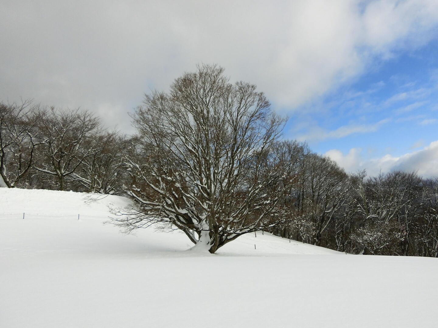 大峰高原大カエデまでスノーシューハイク / tadmさんの大峰高原・鷹狩山の活動データ | YAMAP / ヤマップ