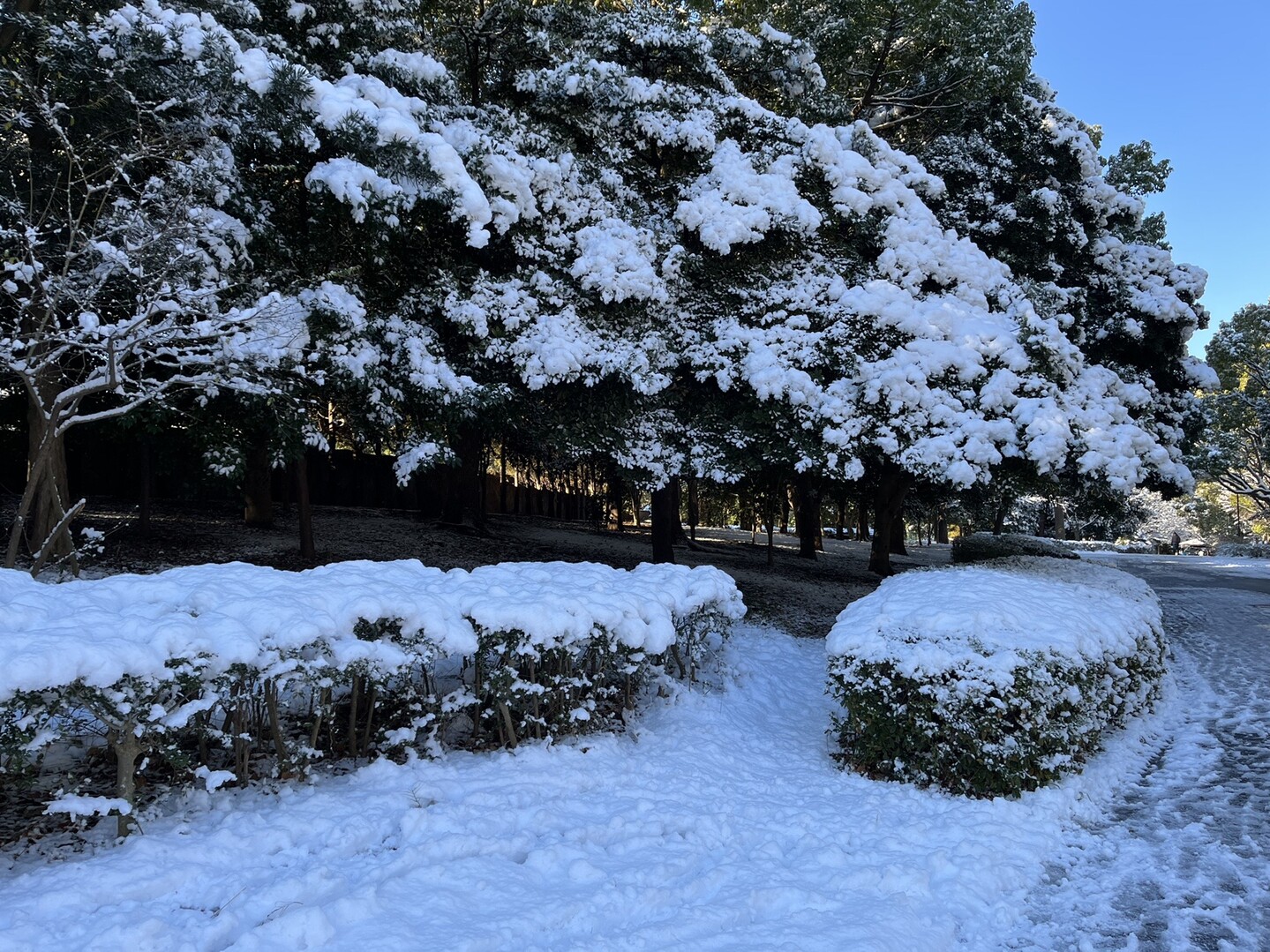 昨日の江東区木場公園です。 / さくらモコ太朗さんのモーメント | YAMAP / ヤマップ