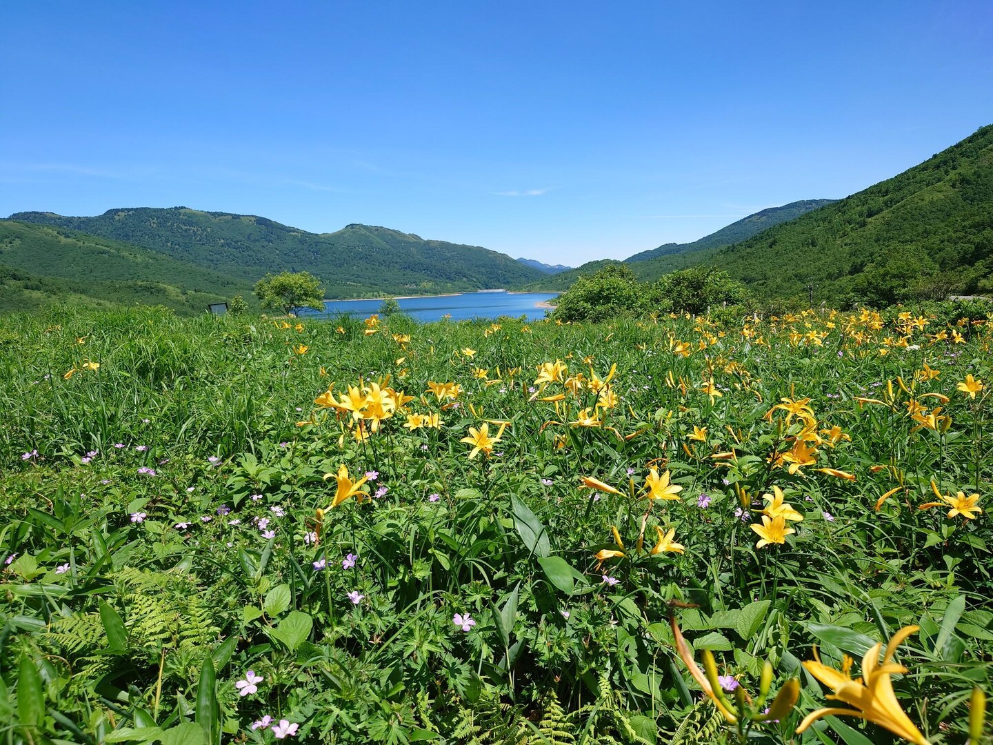 イカイワの頭・八間山 / yuuちゃんさんの白砂山・堂岩山・八間山の活動日記 | YAMAP / ヤマップ