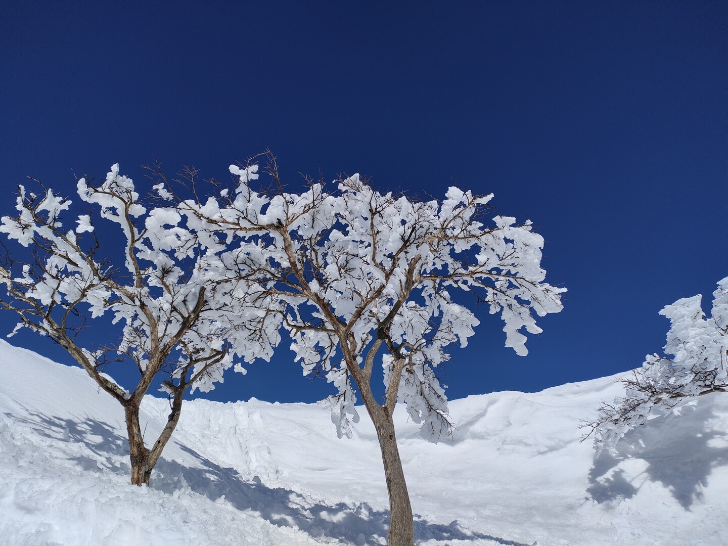 雪 の綿向山 / ATSUさんの綿向山の活動データ | YAMAP / ヤマップ