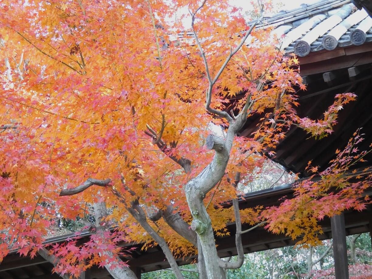 東山～操山～円山～笠井山 12月の史跡と紅葉巡り / Denaliさんの操山・笠井山の活動データ | YAMAP / ヤマップ