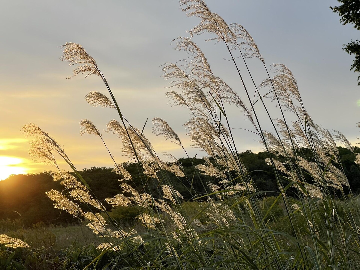 焼山 / dadswebさんの白旗山の活動データ | YAMAP / ヤマップ