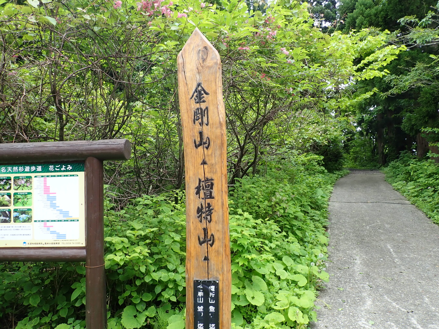 佐渡 石名天然杉と金剛山 / hem2さんの佐渡島の活動データ | YAMAP / ヤマップ