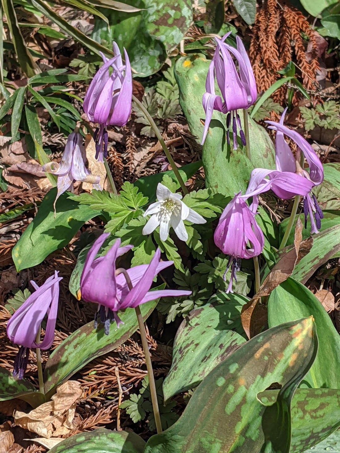 4月上旬 白河の関跡(福島) キクザキイ... / YOLOさんのモーメント | YAMAP / ヤマップ