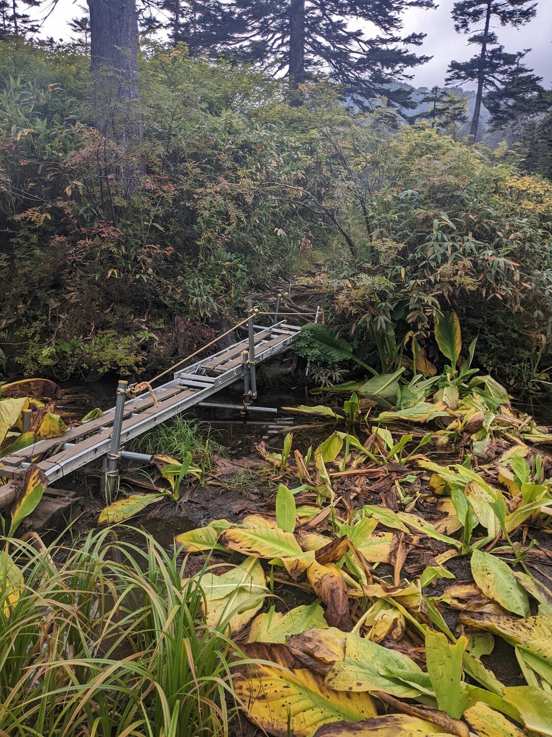 sayuさんの投稿したフィールドメモ | YAMAP / ヤマップ