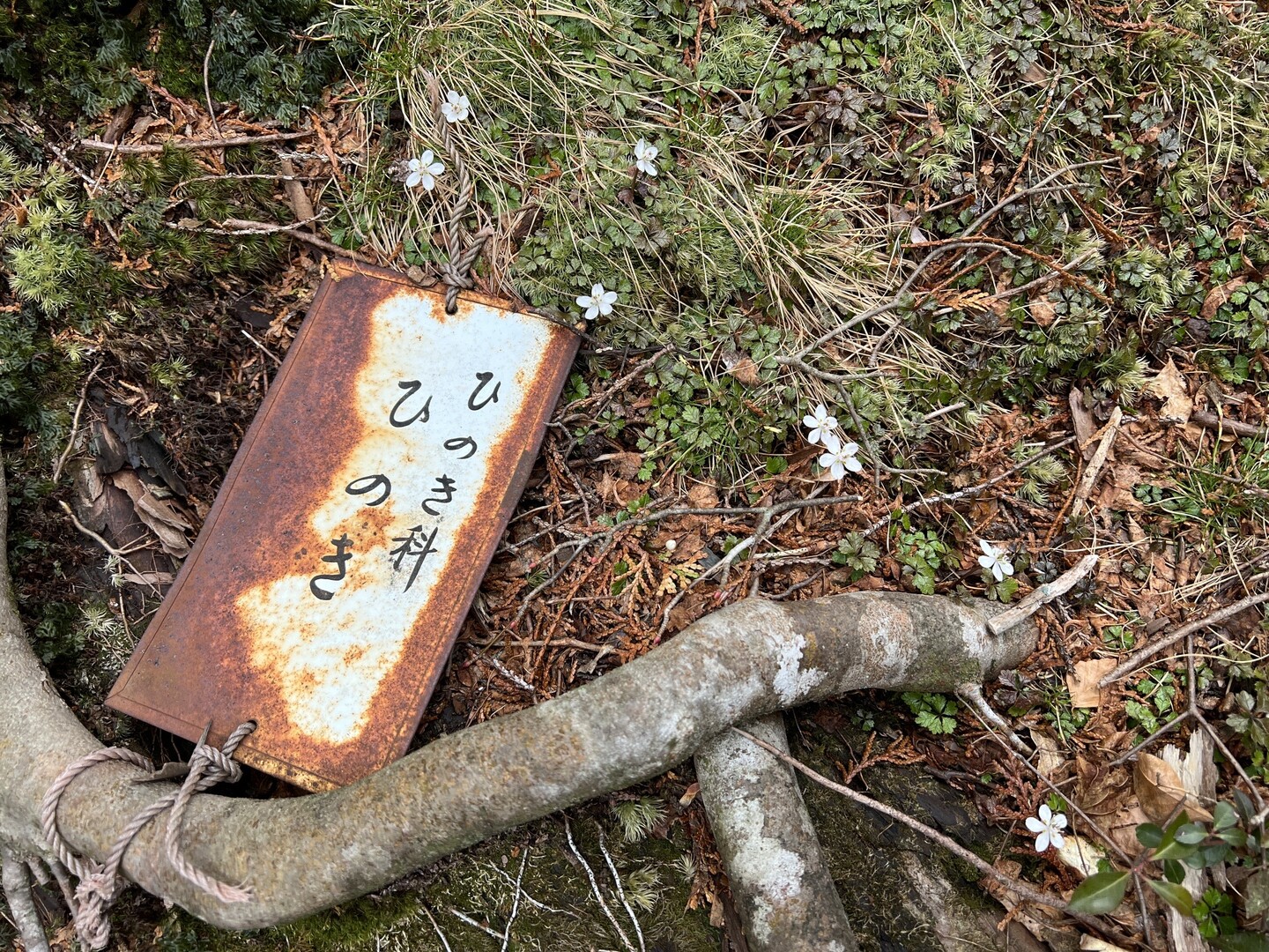 梅花ちゃんに会いに行こ〜工石山へ / Rincoさんの工石山の活動日記 | YAMAP / ヤマップ