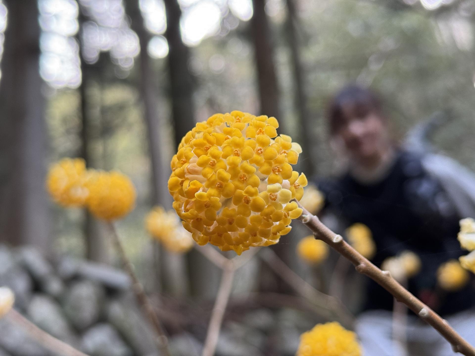 仙ヶ岳（東峰）・仙ヶ岳（西峰）・野登山（西峰）・野登山 / monさんの入道ヶ岳・鎌ヶ岳・仙ヶ岳の活動データ | YAMAP / ヤマップ