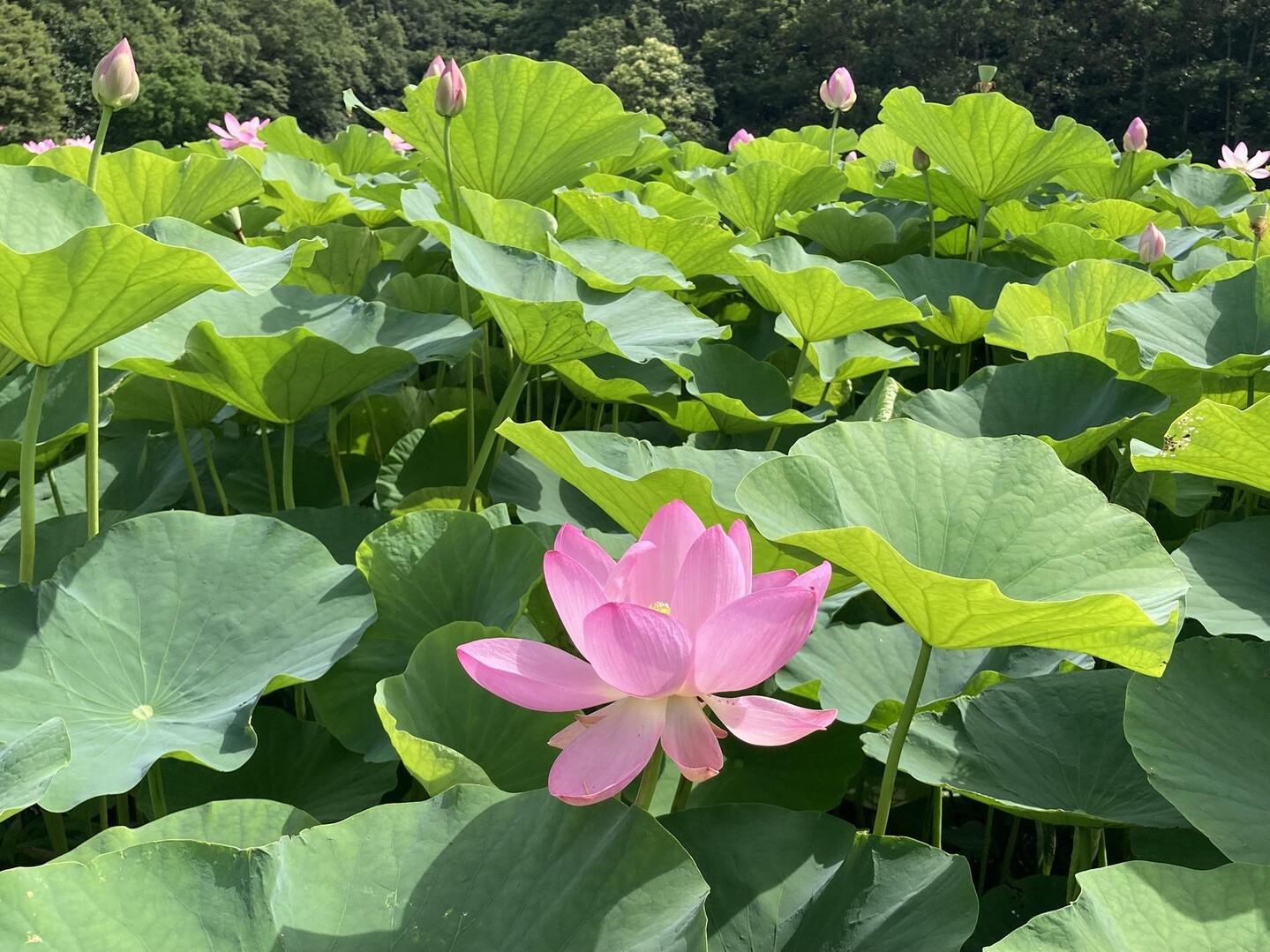 荒神谷史跡公園の古代ハスです 蓮の花をゆ... / fumiconさんのモーメント | YAMAP / ヤマップ