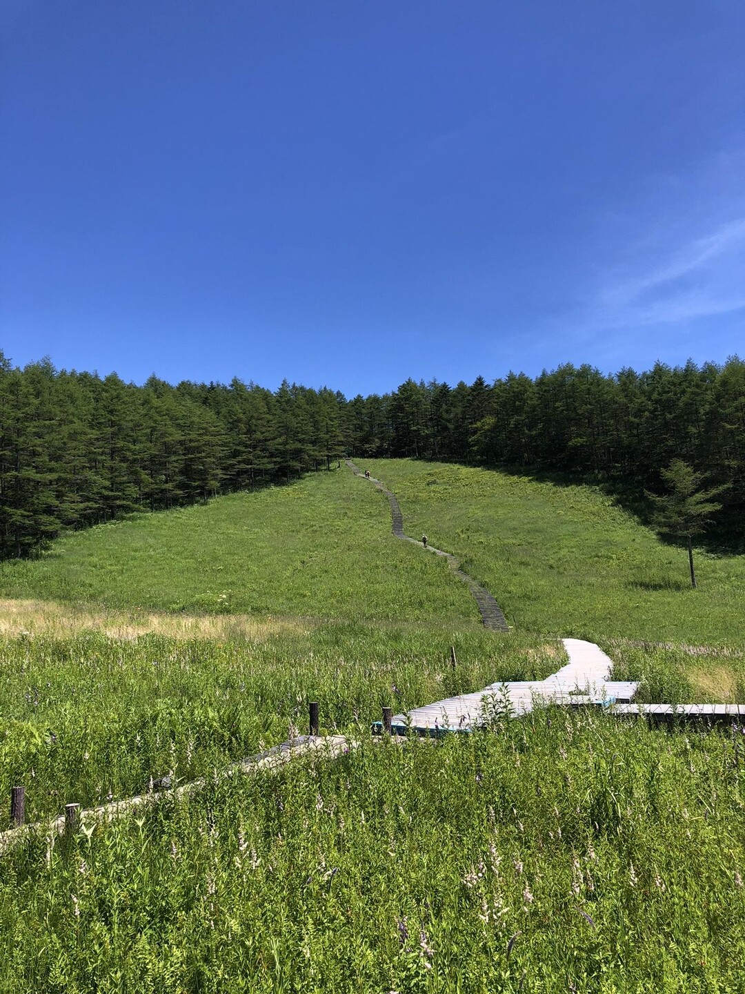 ゴンドラ使って、入笠山と湿原へ / ms1967さんの入笠山の活動データ | YAMAP / ヤマップ