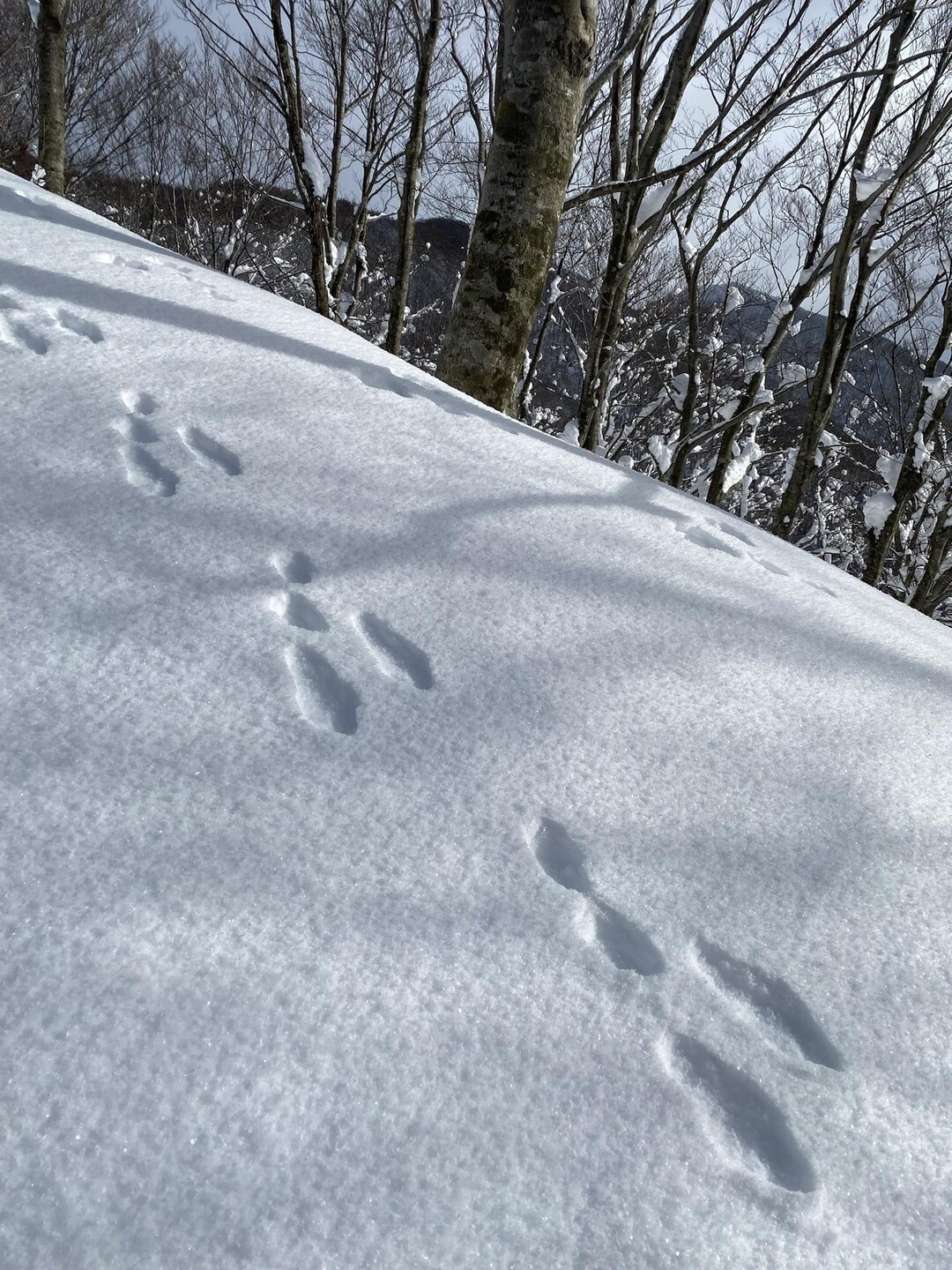 またまた女人堂まで行けず💦💦 / ぎんちゃんさんの太平山・馬場目岳の活動日記 | YAMAP / ヤマップ
