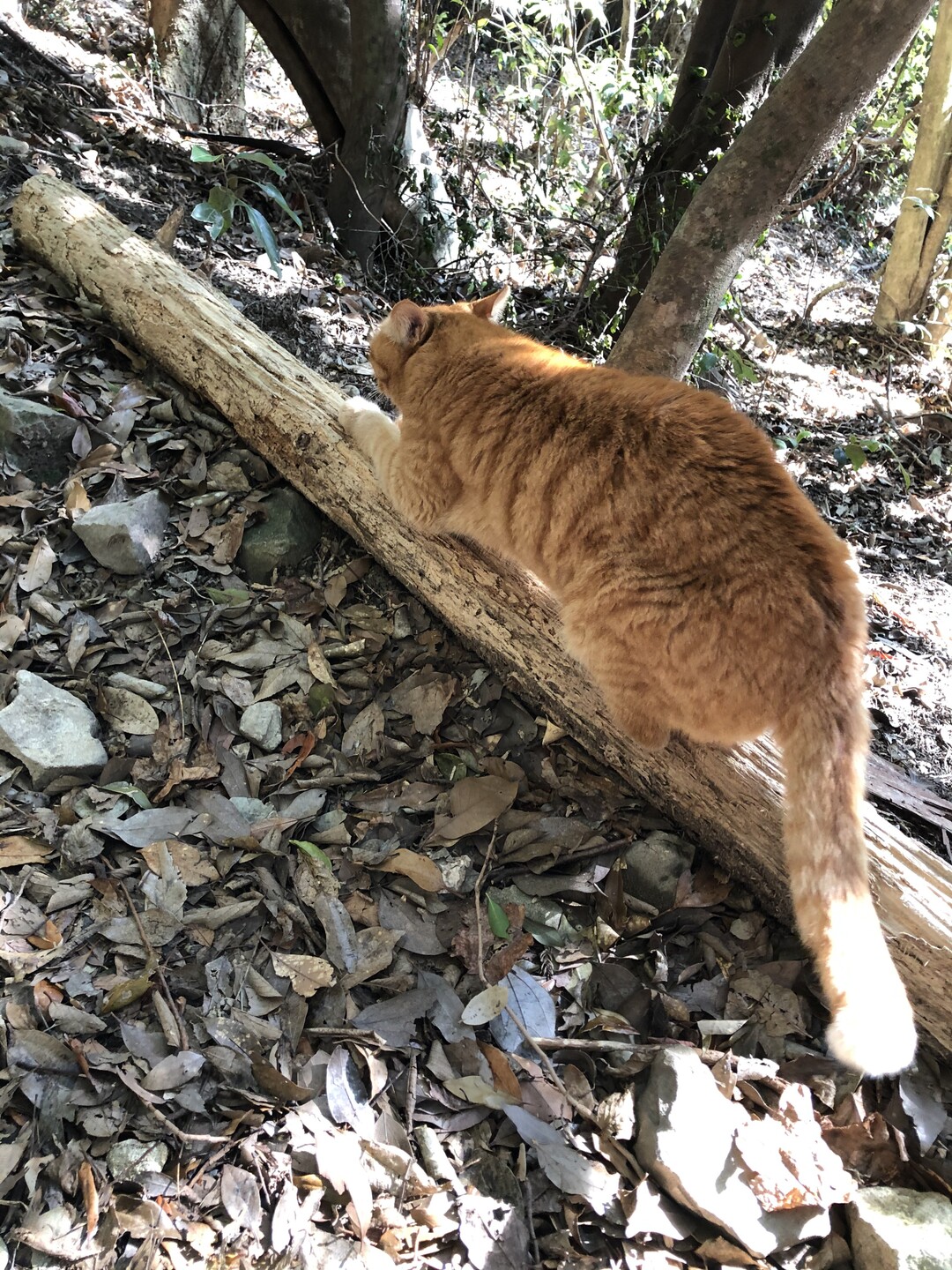 大麻山 / 1091maruさんの大麻山・天円山の活動データ | YAMAP / ヤマップ