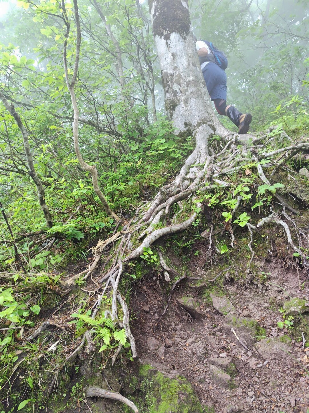 名号コースからの男三瓶山(三瓶山) / mipotさんの三瓶山・大平山の活動データ | YAMAP / ヤマップ