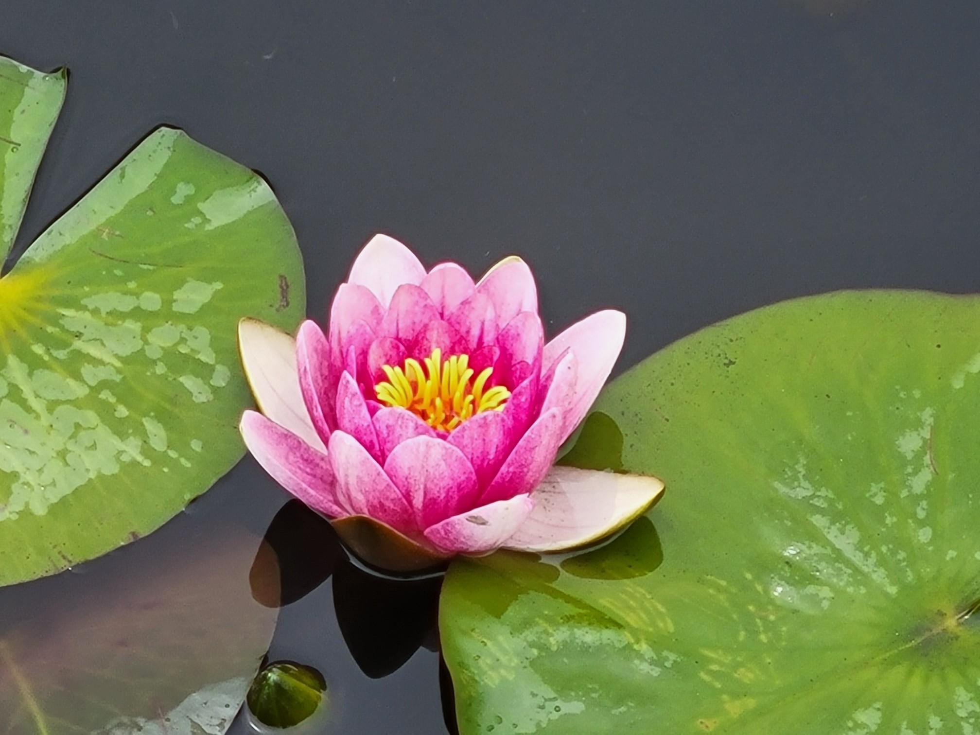 極楽寺山 / NOMさんの極楽寺山の活動データ | YAMAP / ヤマップ