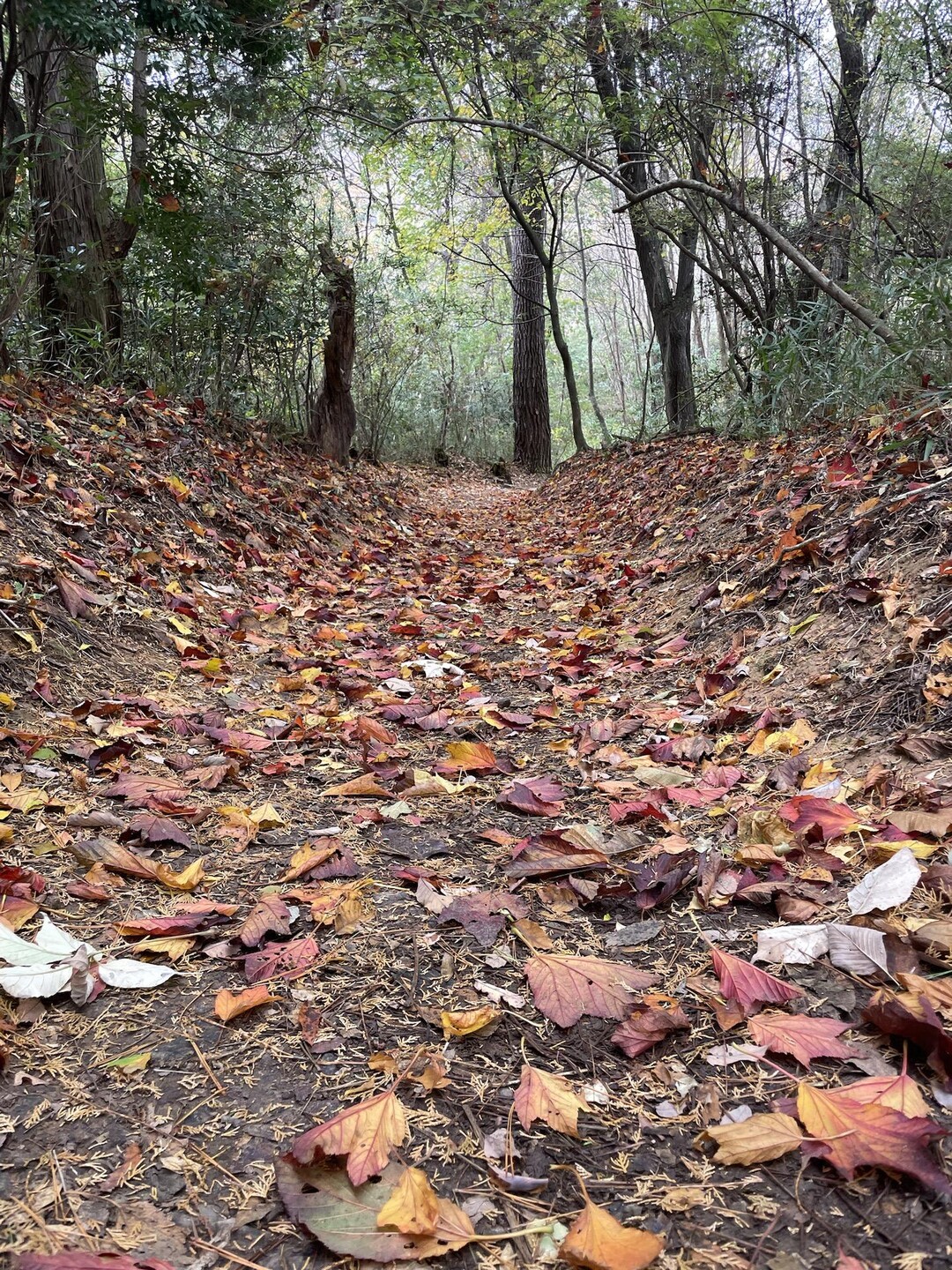 六甲山 / Eriさんの六甲山・長峰山・摩耶山の活動データ | YAMAP / ヤマップ