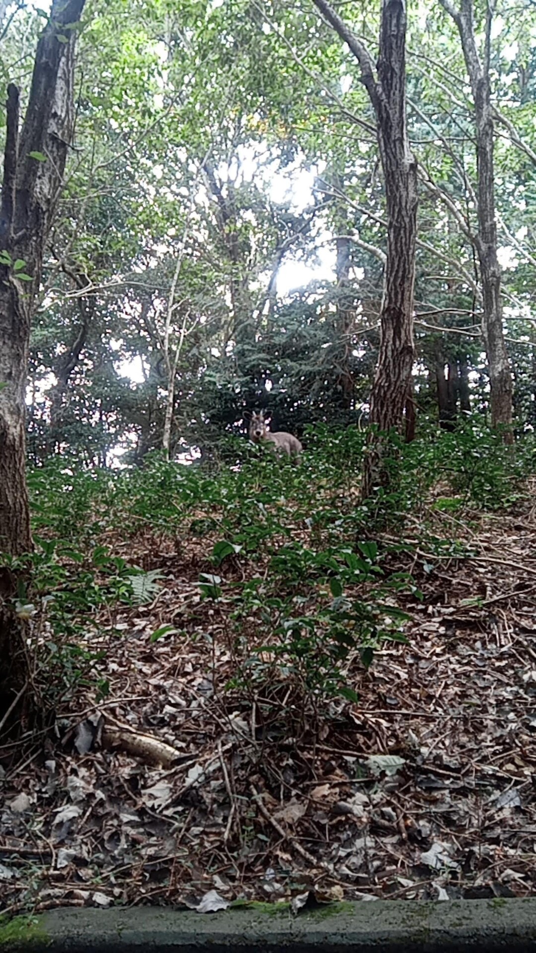 家山からの八高山周回🔄 / えいちさんの八高山・神尾山・大尾山の活動データ | YAMAP / ヤマップ
