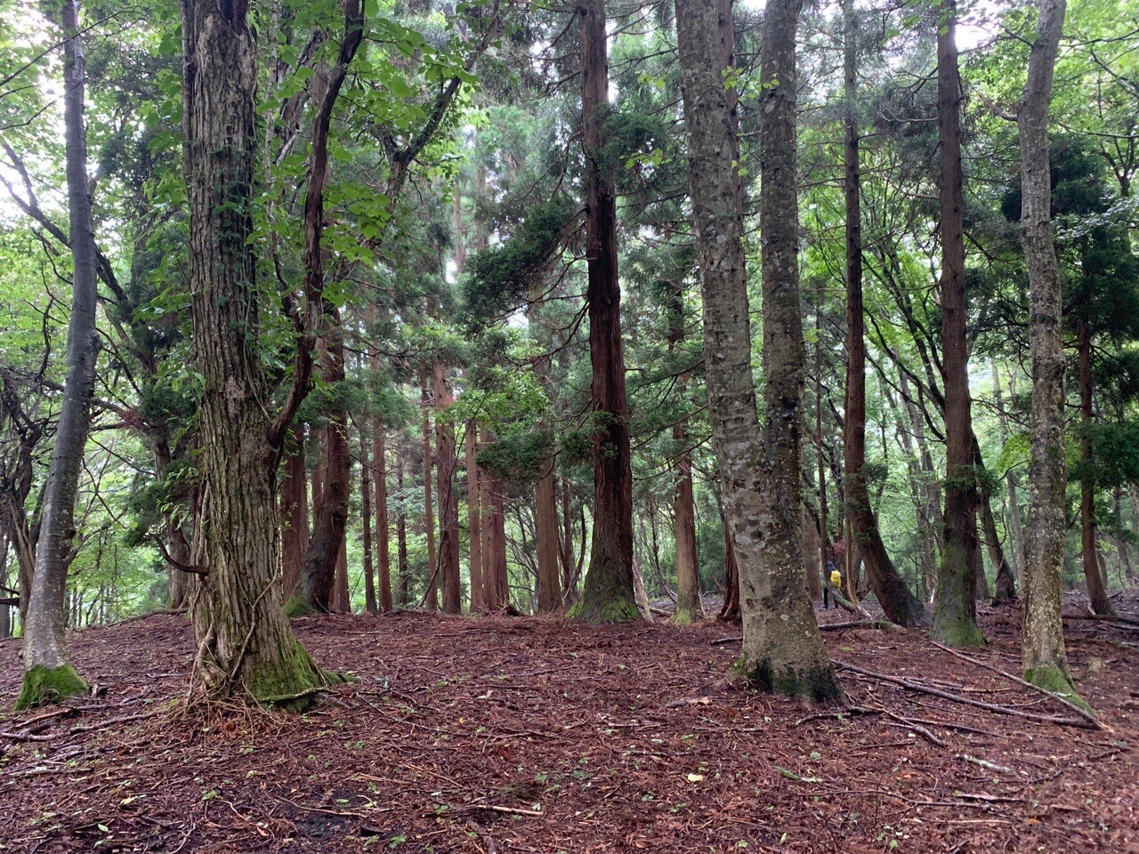 miwaさんの投稿したフィールドメモ | YAMAP / ヤマップ