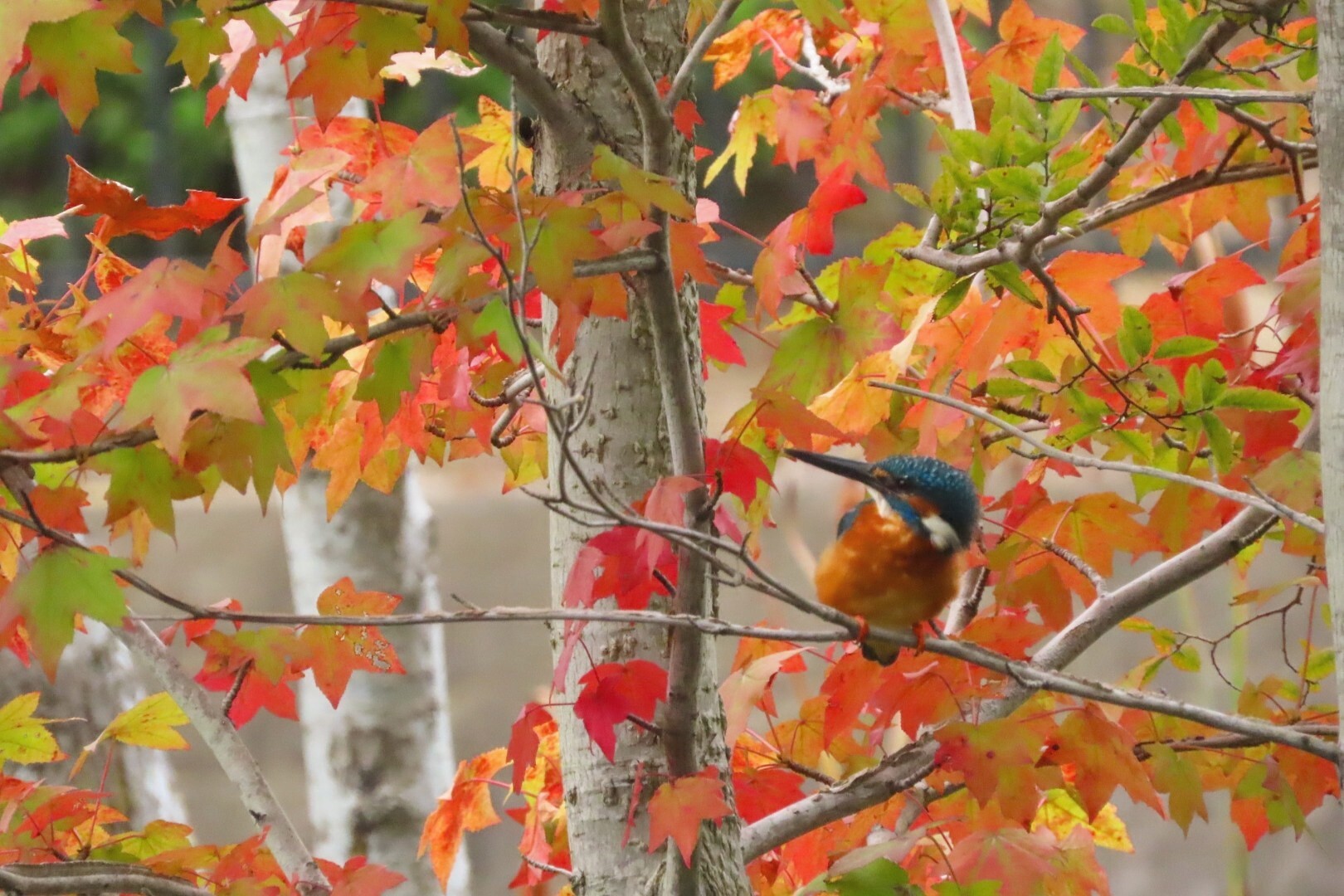 初秋のお写ん歩👣 三日続けての... / もみじ🐺パパ😎さんのモーメント | YAMAP / ヤマップ