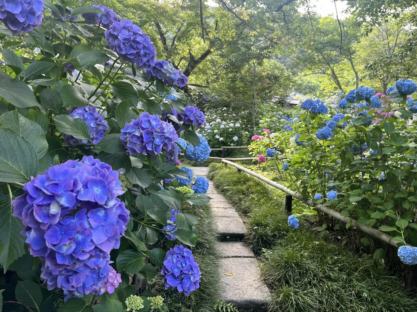 矢田寺紫陽花👫⛅️ 矢田寺の紫陽花鑑... / Yuka-pi 𖤣𖥧𖥣𖡡𖥧𖤣さんのモーメント | YAMAP / ヤマップ