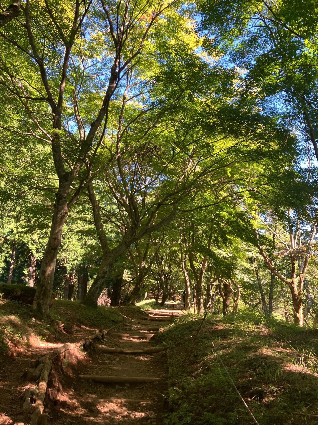 2024/09/14 大倉尾根 塔ノ岳をピストン / Taka-Kamさんの塔ノ岳・丹沢山・蛭ヶ岳の活動データ | YAMAP / ヤマップ