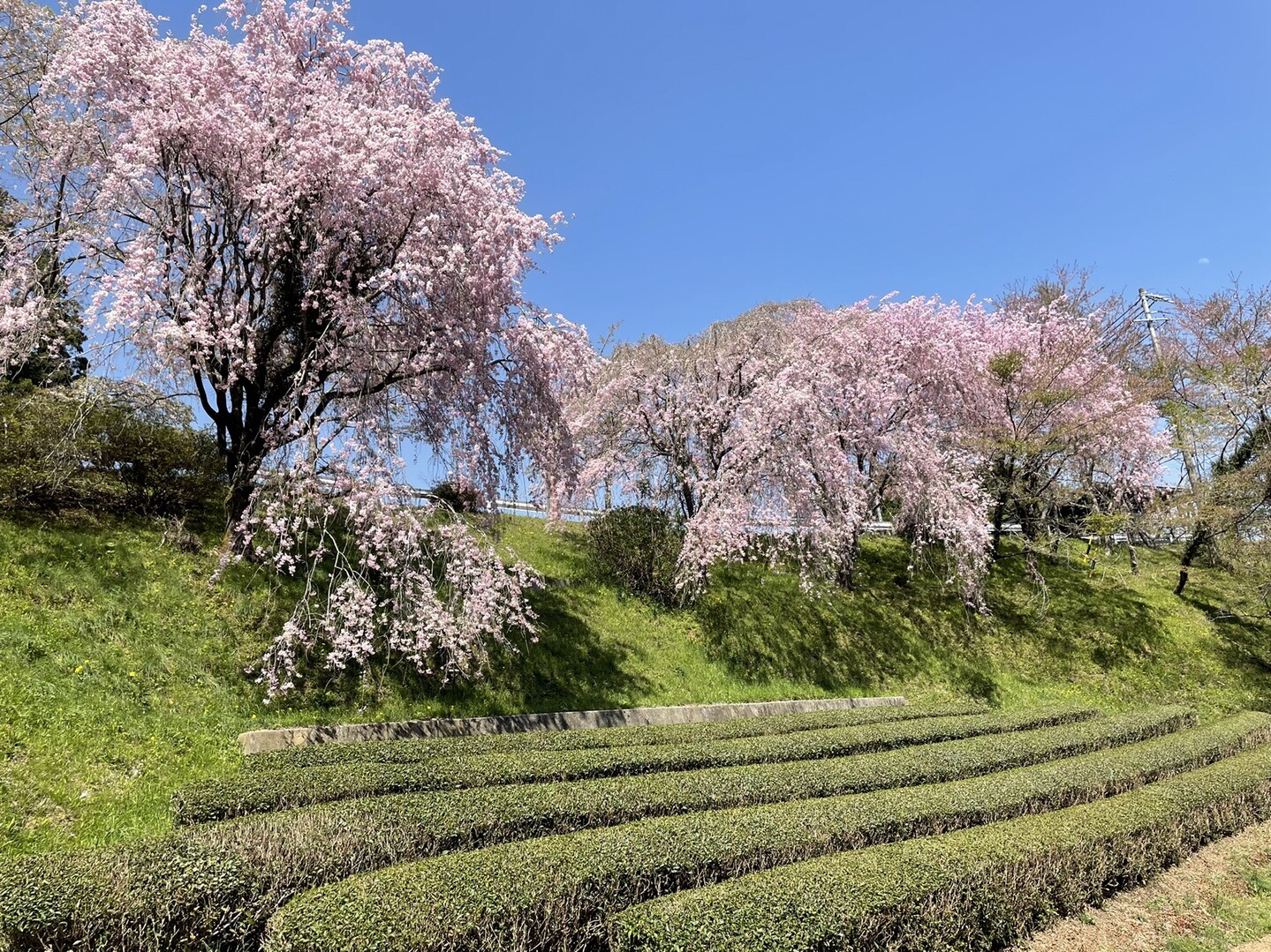 登山のついでにいかがですか 4月1日にオ... / macoさんのモーメント | YAMAP / ヤマップ