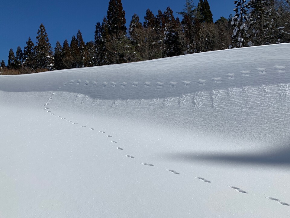 江浪峠-三国平-天児屋山 往復コースの地図・登山ルート・登山口情報 | YAMAP / ヤマップ